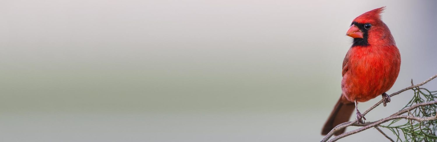 Where To Buy Cardinal Safety Cutters - Cardinal Safety Co.